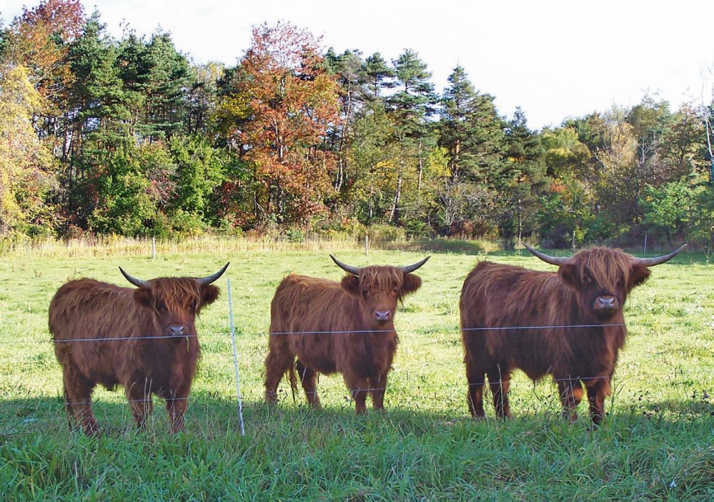 The Joy of Raising Highland Cattle - Countryside